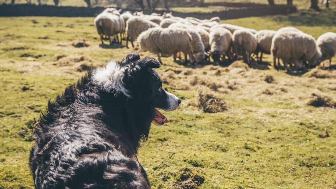 Avizandum Podcast – The Verdict with Pastor John Munro